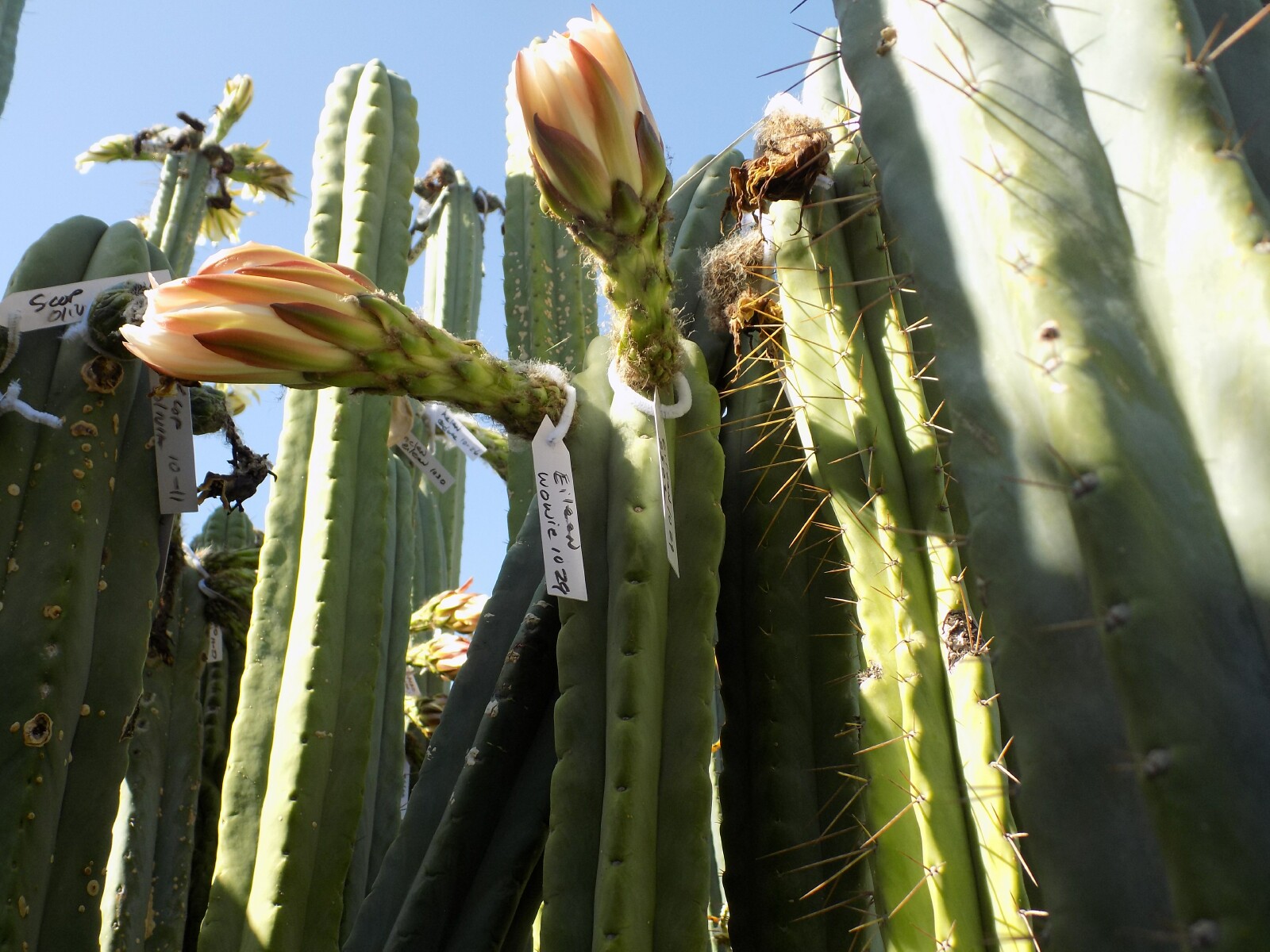 Misplant, Trichocereus, Trichocereus Seeds, Trichocereus hybrid,