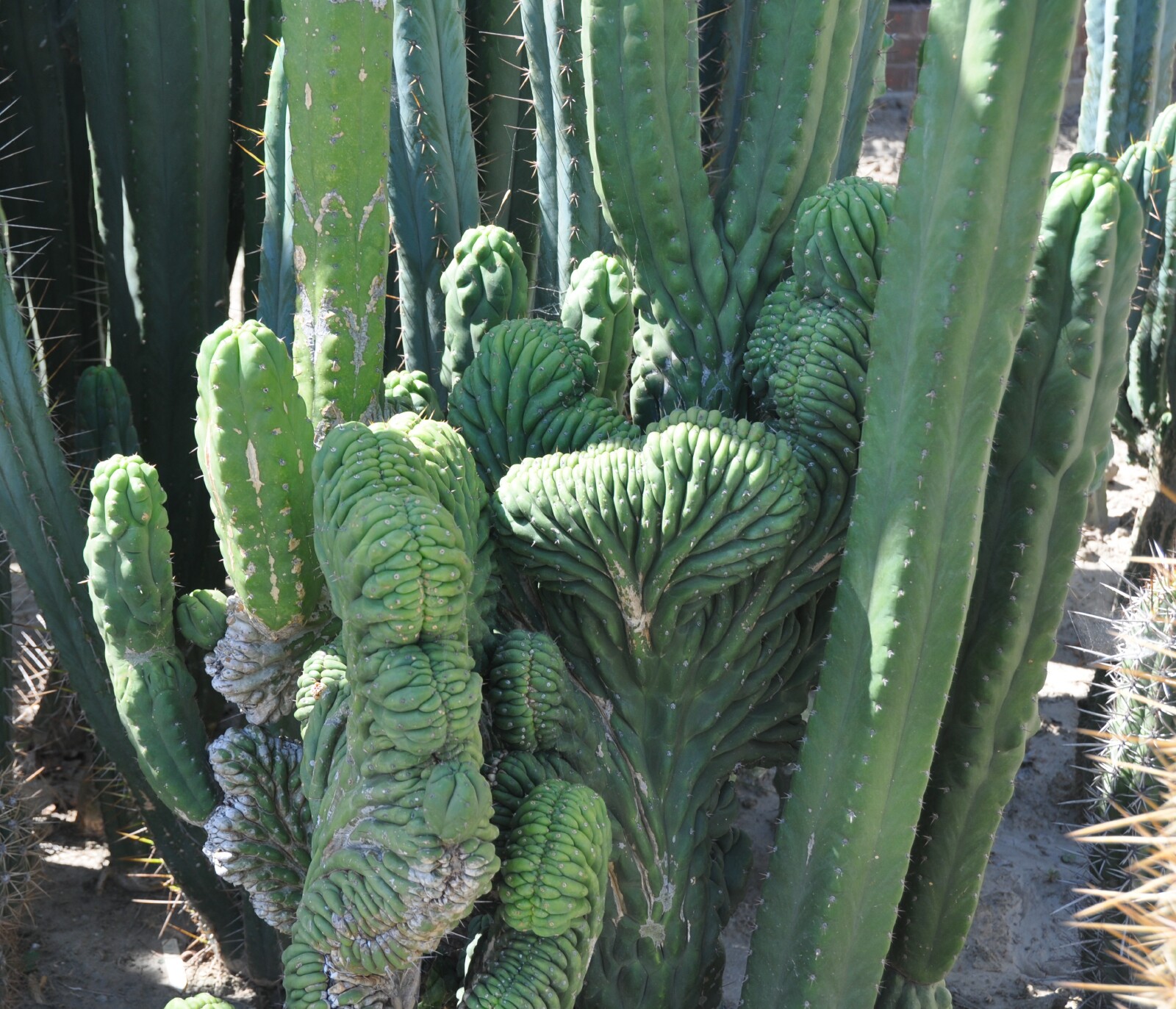 Misplant, Trichocereus, Trichocereus Seeds, Trichocereus hybrid,