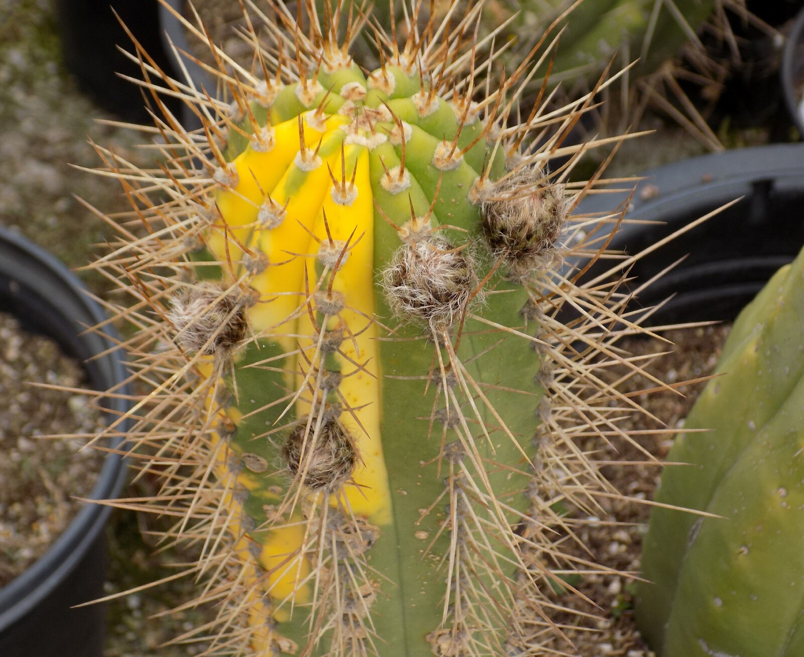 Misplant, Trichocereus, Trichocereus Seeds, Trichocereus hybrid,